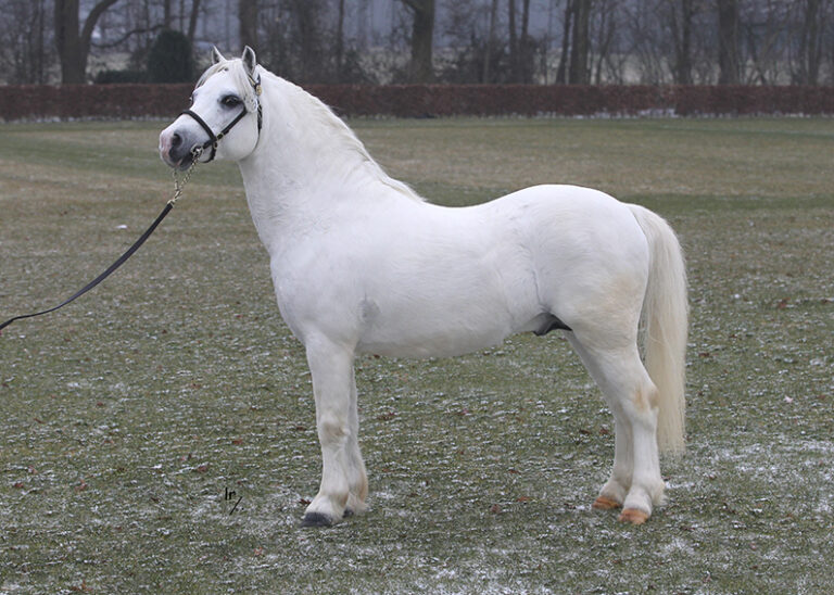 Emilio van de Garderenshof | Welsh-hengsten.nl
