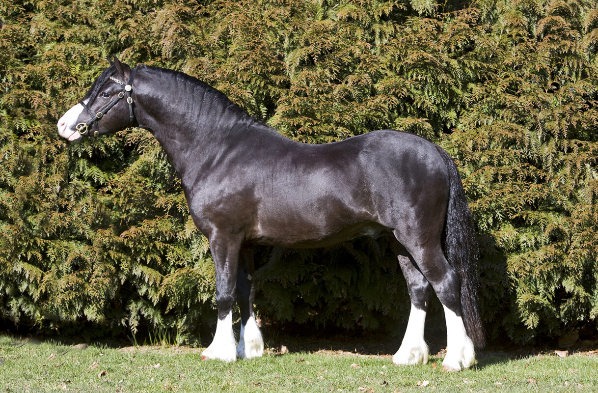 Winalda Hiem's Katrines | Welsh-hengsten.nl