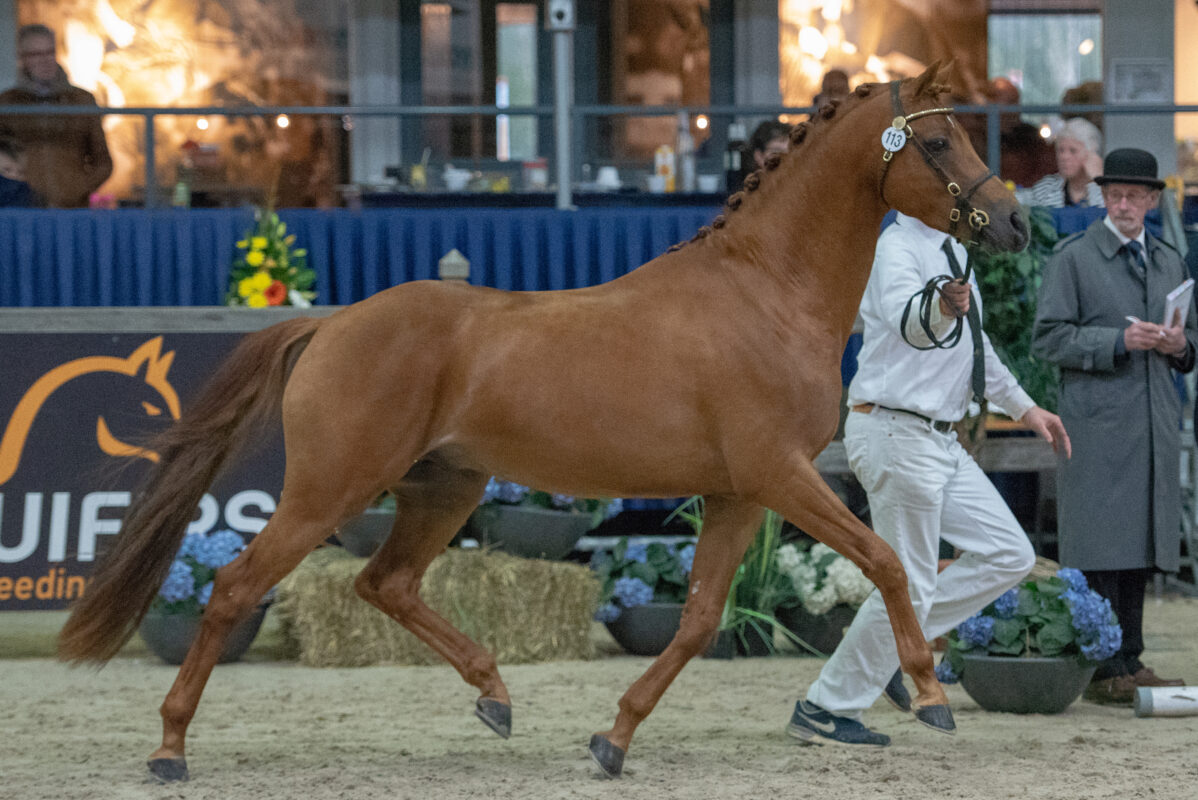 Coelenhage's Handsome King | Welsh-hengsten.nl