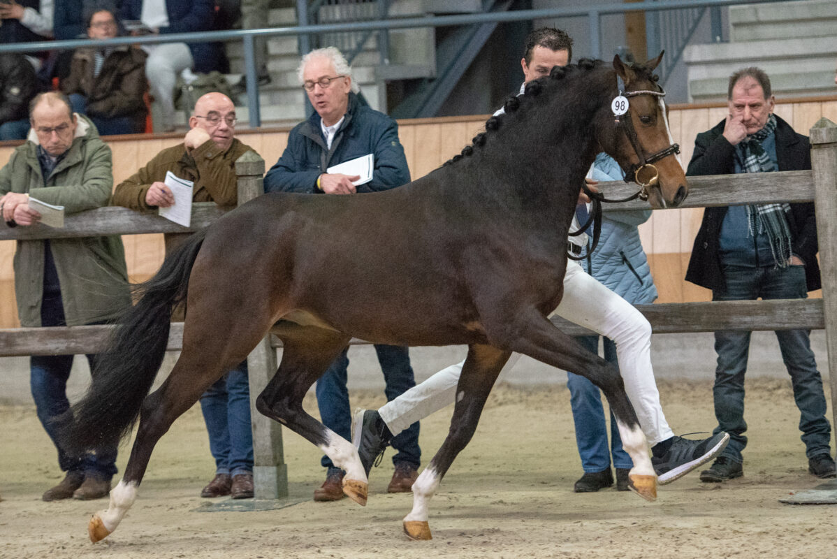 Nieuwmoed's Mr Darcy | Welsh-hengsten.nl